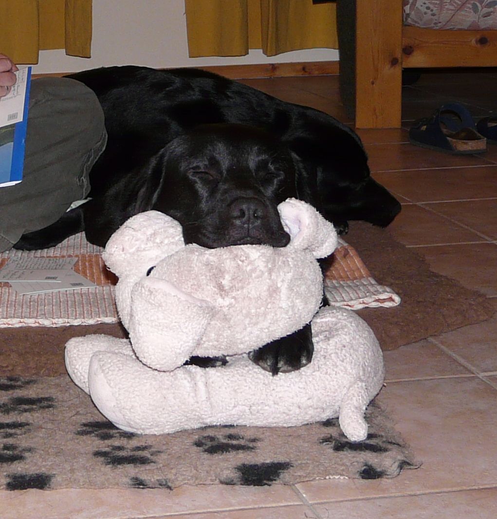 Galerie - Devoted Fellow Labradors
