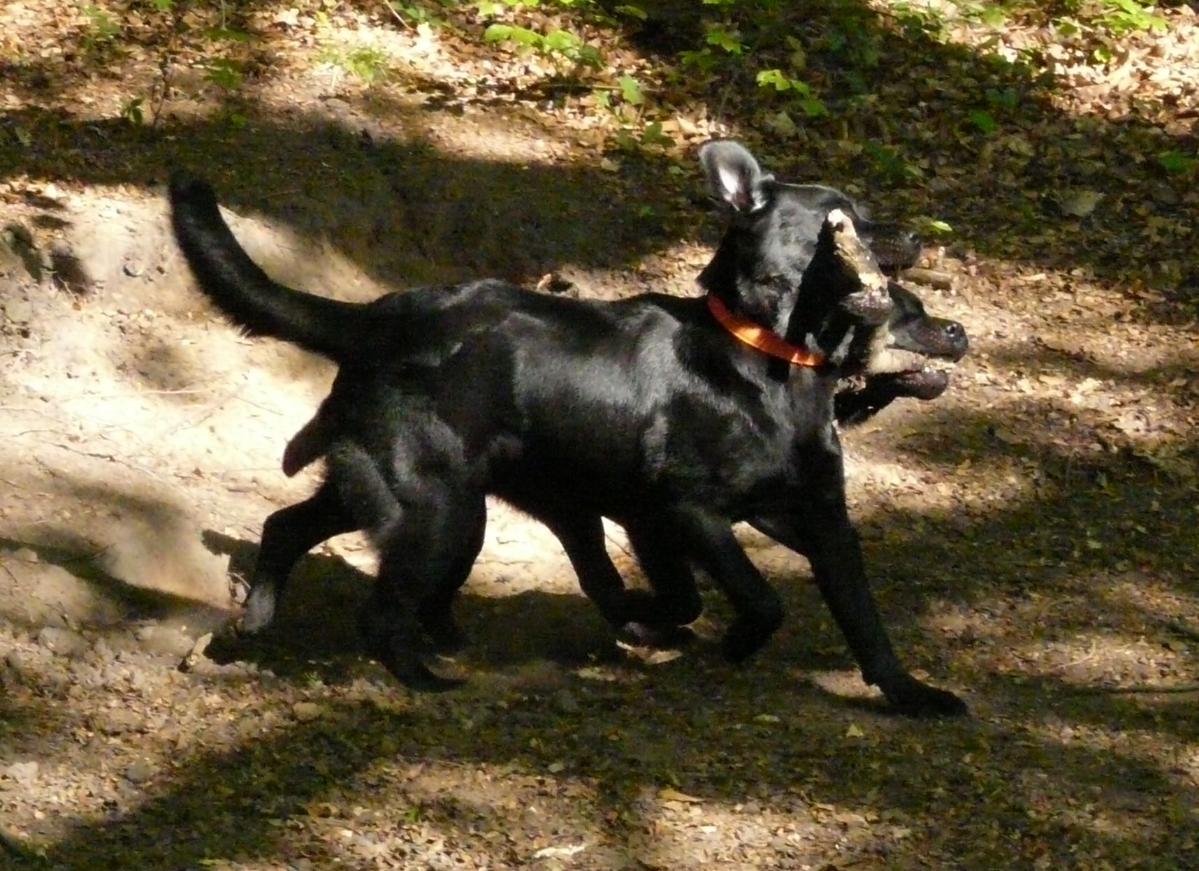 Galerie - Devoted Fellow Labradors