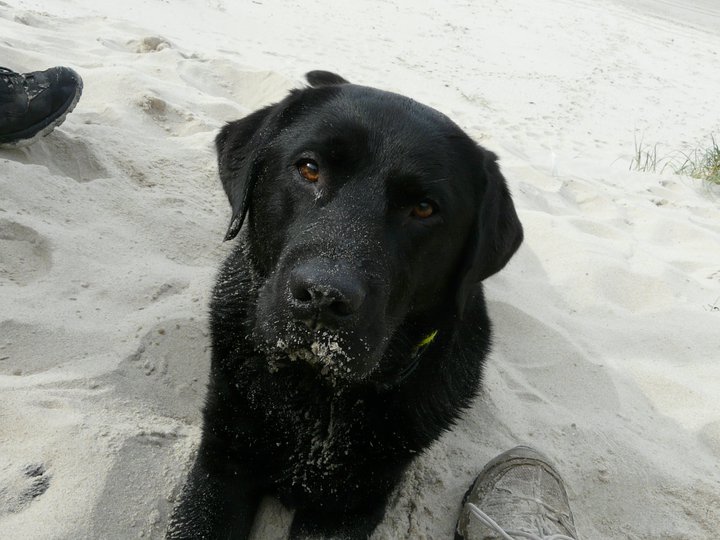 Galerie - Devoted Fellow Labradors