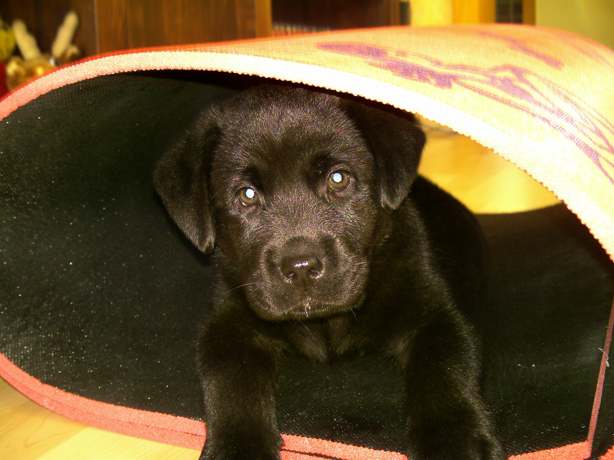 Galerie - Devoted Fellow Labradors