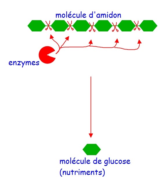 L3 digestion - Site de svt-ostrevant