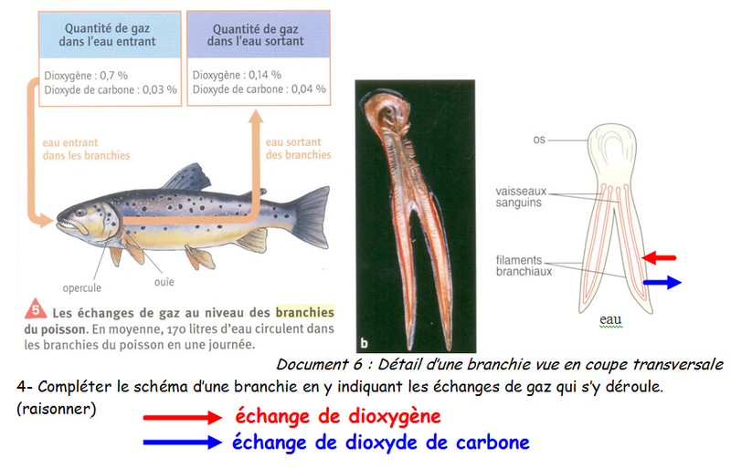 Leçon 1 ROM2013 - Site de svt-ostrevant