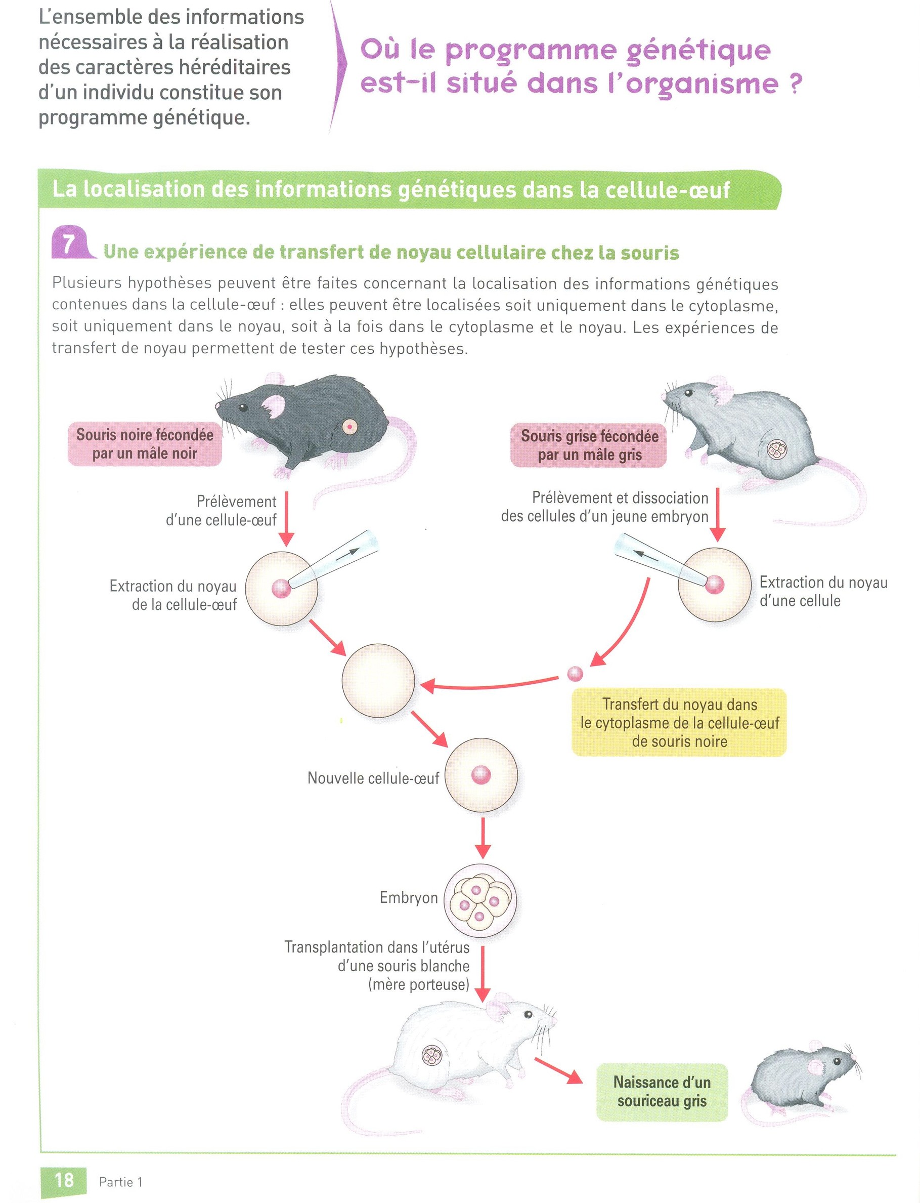Leçon 2 génétique - Site de svt-ostrevant