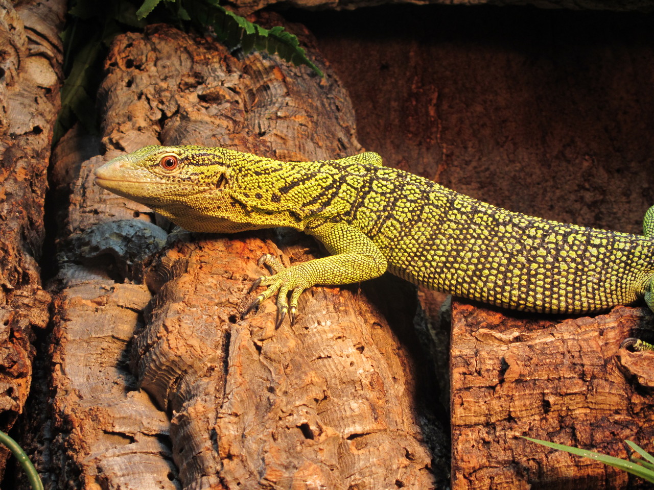 Varanus reisingeri - varanus macraeis