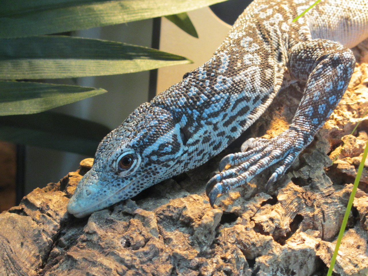 Varanus macraei - varanus macraeis