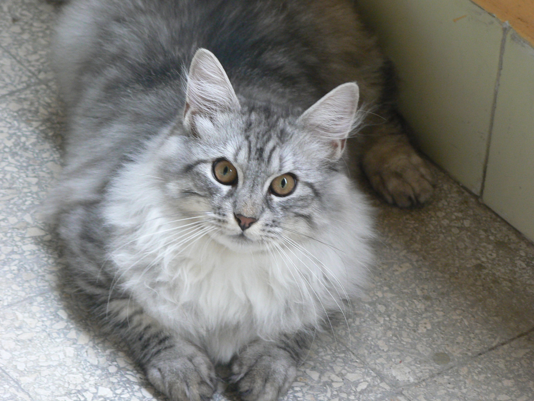 Mirtillo Chernika - Allevamento di gatti siberiani a Roma