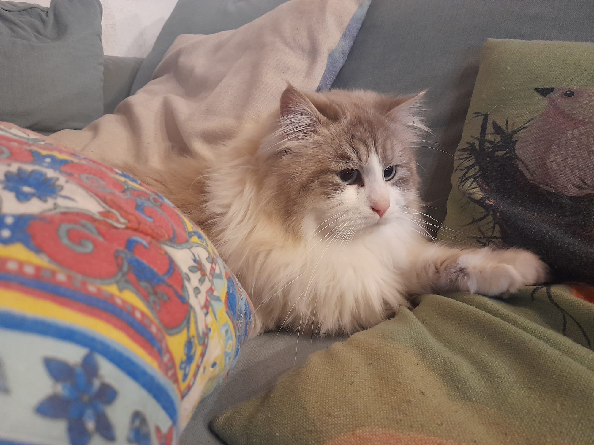 Cucciolata Frozen - Allevamento di gatti siberiani a Roma