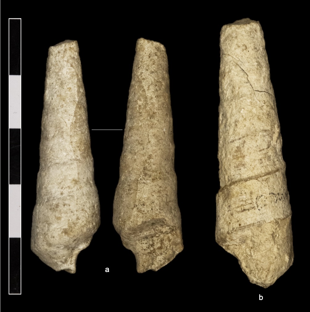 MOLLUSQUES - GASTÉROPODES - Nerineoidae (Nérinées)