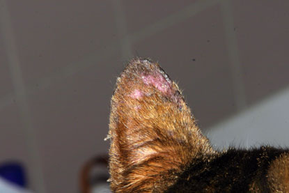 La teigne chat et chaton sont concernés ( Mise à jour 2025 ...