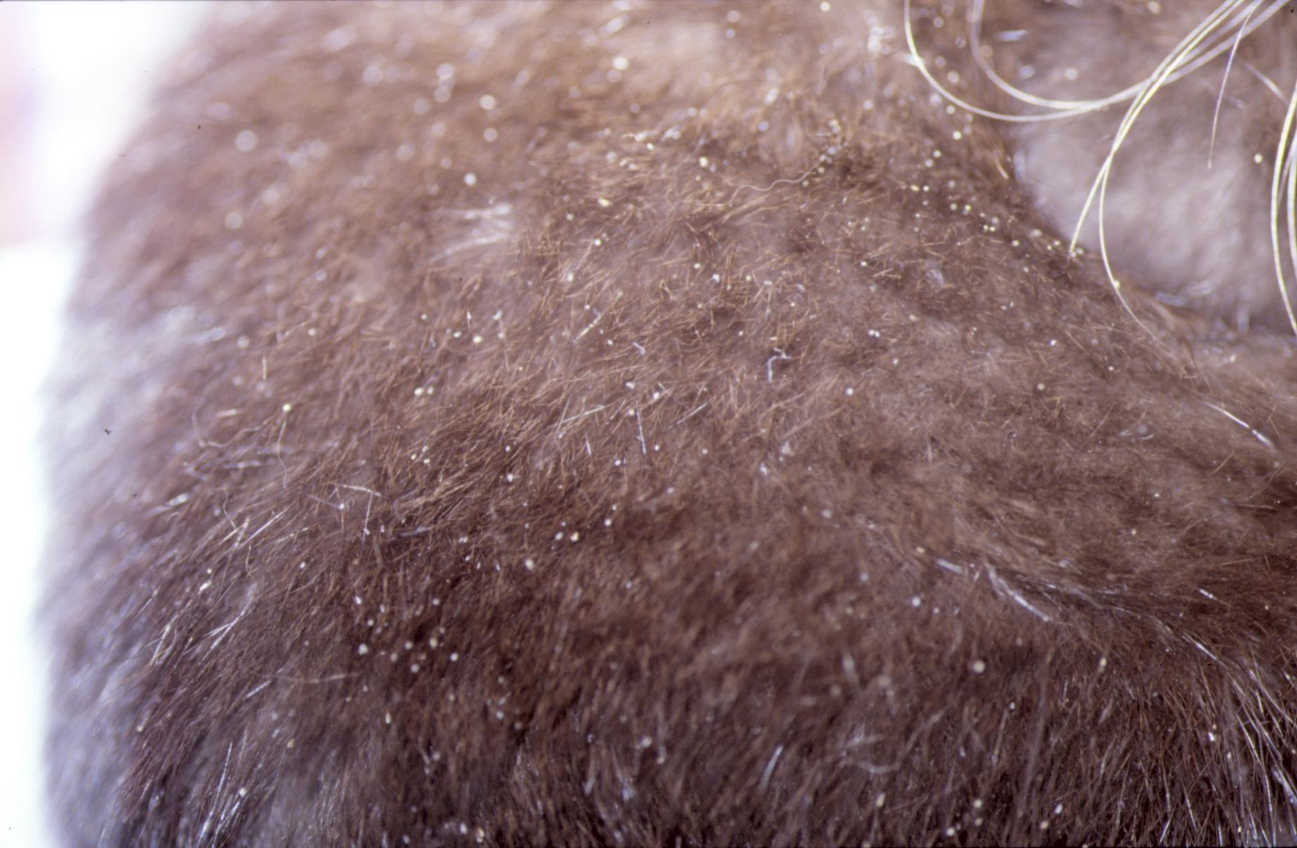 Poux et chat en 2025 : Symptômes, traitements et prévention ...