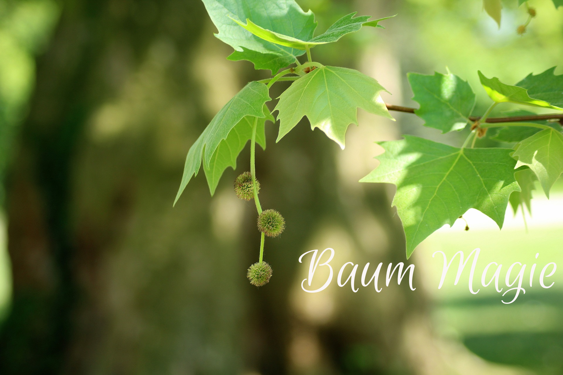 Baum Therapien - baummagies Webseite!
