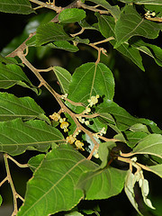 SE DESCUBRE LA CURA CONTRA EL VIRUS VIH-SIDA CON PLANTA TROPICAL ...