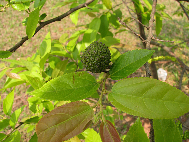 SE DESCUBRE LA CURA CONTRA EL VIRUS VIH-SIDA CON PLANTA TROPICAL ...