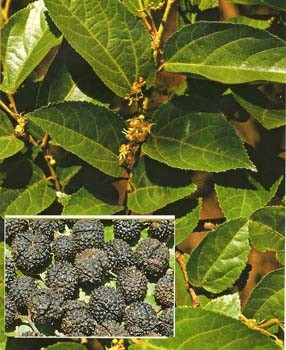 SE DESCUBRE LA CURA CONTRA EL VIRUS VIH-SIDA CON PLANTA TROPICAL ...