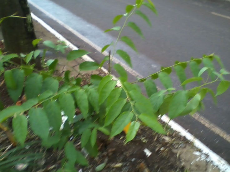 SE DESCUBRE LA CURA CONTRA EL VIRUS VIH-SIDA CON PLANTA TROPICAL ...