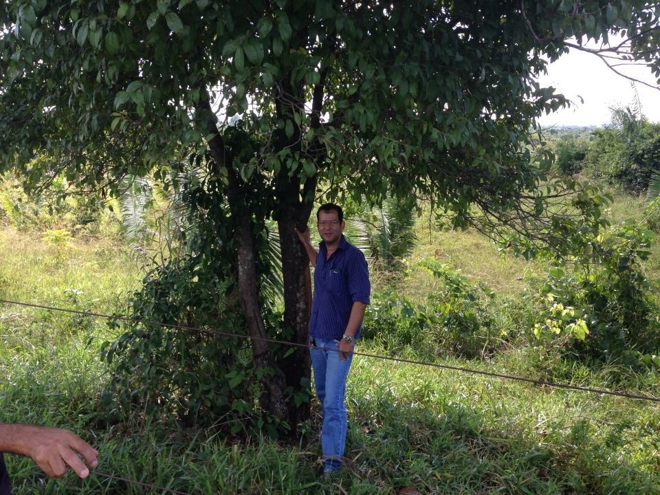 SE DESCUBRE LA CURA CONTRA EL VIRUS VIH-SIDA CON PLANTA TROPICAL ...