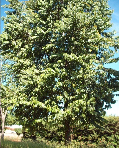 SE DESCUBRE LA CURA CONTRA EL VIRUS VIH-SIDA CON PLANTA TROPICAL ...