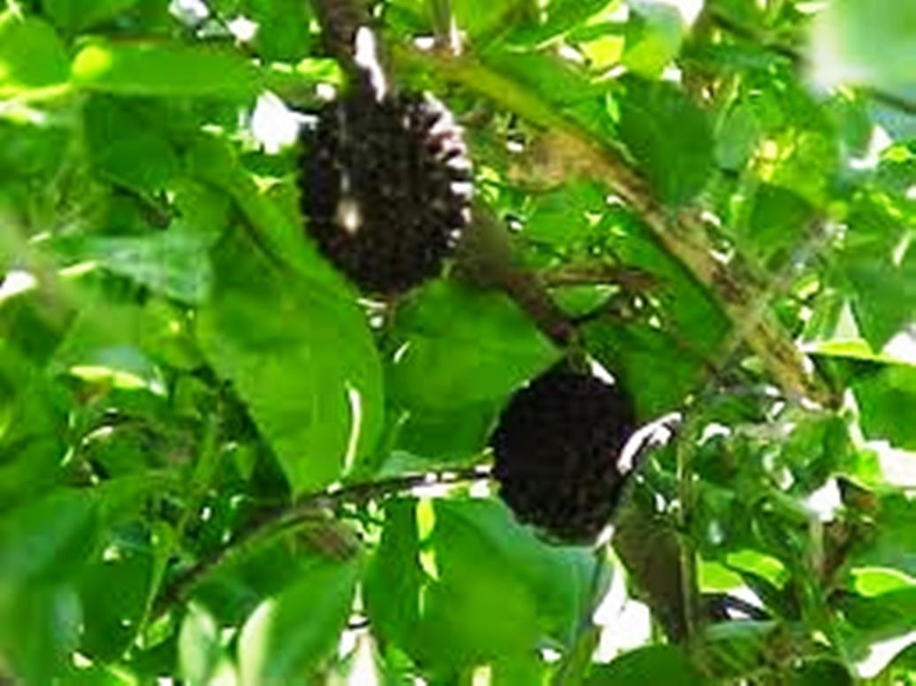 LA PLANTA MUTAMBA O GUAZUMA ULMIFOLIA - Página web de cenicsalud