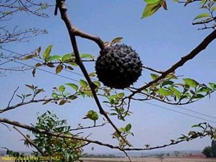SE DESCUBRE LA CURA CONTRA EL VIRUS VIH-SIDA CON PLANTA TROPICAL ...