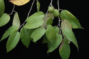 SE DESCUBRE LA CURA CONTRA EL VIRUS VIH-SIDA CON PLANTA TROPICAL ...