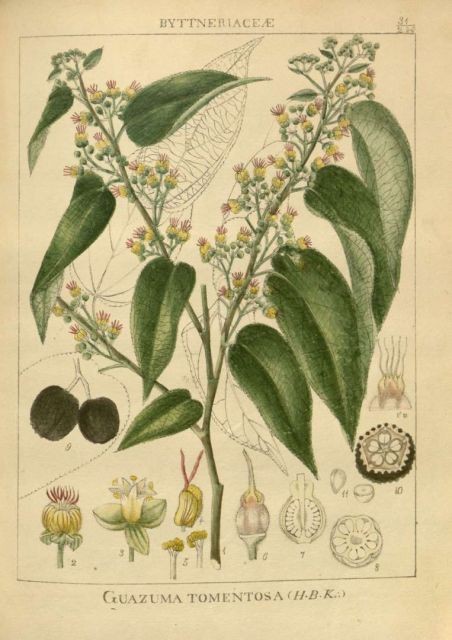 SE DESCUBRE LA CURA CONTRA EL VIRUS VIH-SIDA CON PLANTA TROPICAL ...