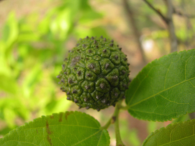SE DESCUBRE LA CURA CONTRA EL VIRUS VIH-SIDA CON PLANTA TROPICAL ...