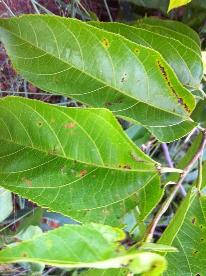 SE DESCUBRE LA CURA CONTRA EL VIRUS VIH-SIDA CON PLANTA TROPICAL ...