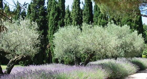 La Pomme Provençale - la pomme provençale cuisine pour vous