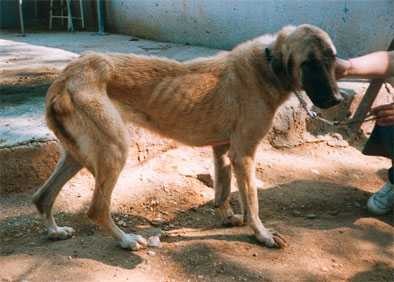 Erliquiosis Canina - | C.I.V. UNAM | ¡Bienvenido!