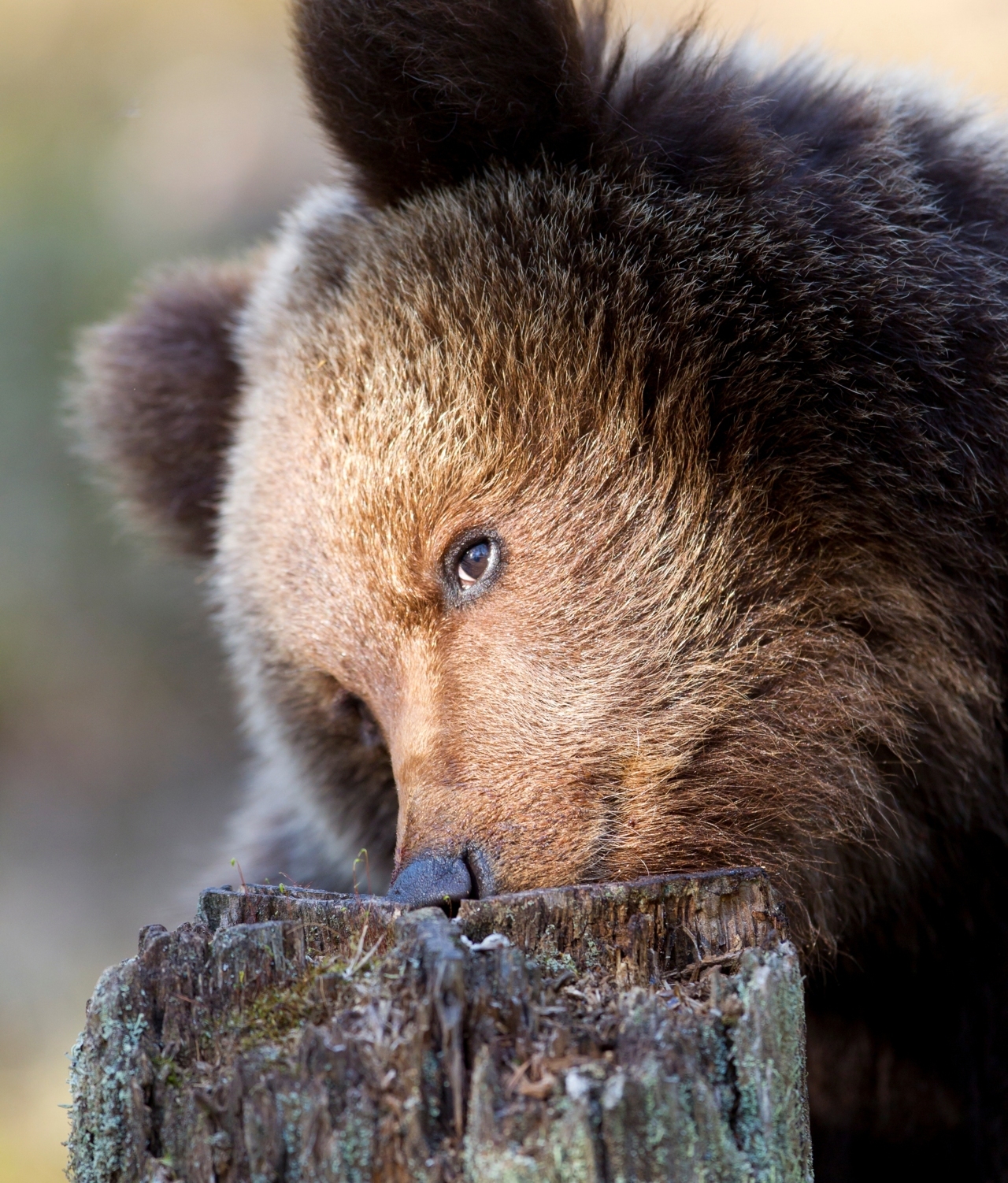 Sustainable tourism in Wild Taiga, Finland - Europe's Best Destinations