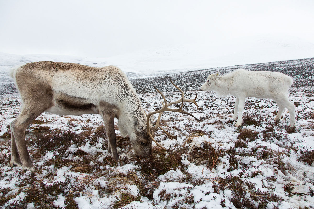 2014 - Michael Kraus Naturfotografie