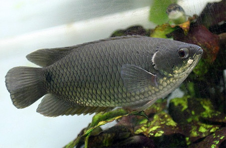 Family Anabas (Anabantidae). - aquarium world