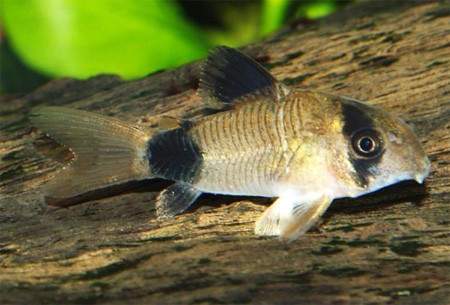 callichthyidae - aquarium world