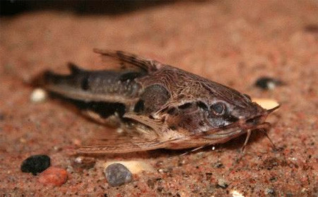 Family doradidae or dorado (Doradidae). - aquarium world