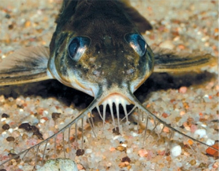 Family doradidae or dorado (Doradidae). - aquarium world