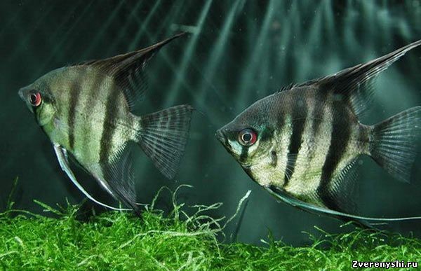 The family of cichlids (Cichlidae). - aquarium world