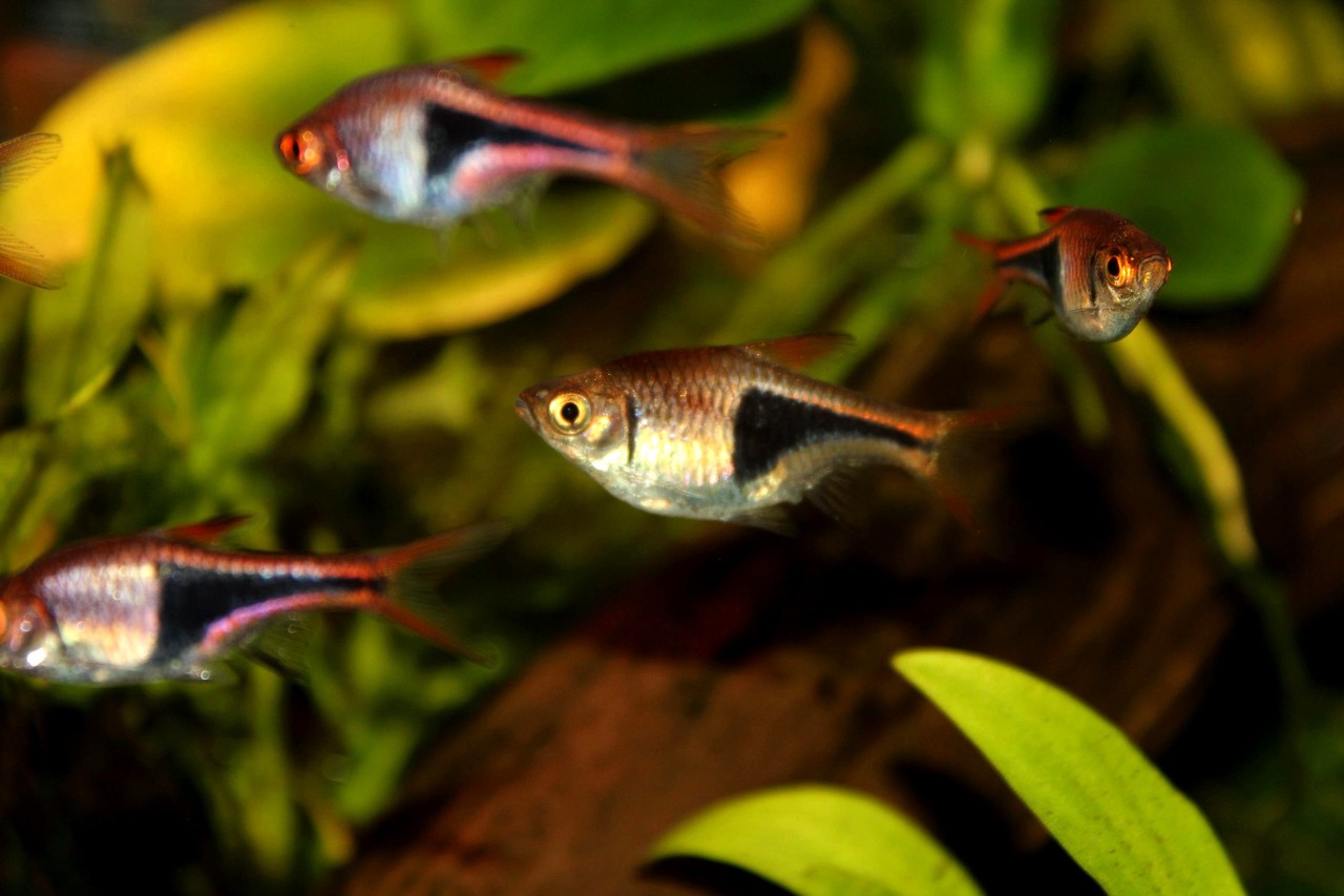 Red Tail Rasbora (Rasbora borapetensis) - aquarium world