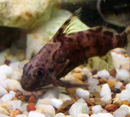 Family Synodontis - aquarium world