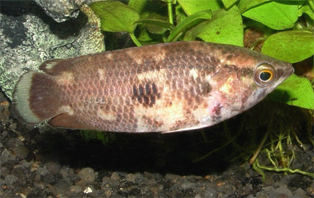 Family Anabas (Anabantidae). - aquarium world