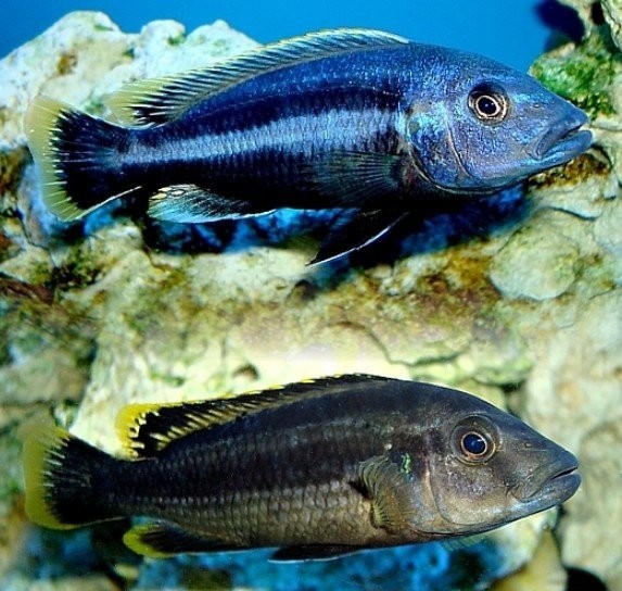 The family of cichlids (Cichlidae). - aquarium world