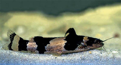 Flathead catfish family (Pimelodidae). - aquarium world