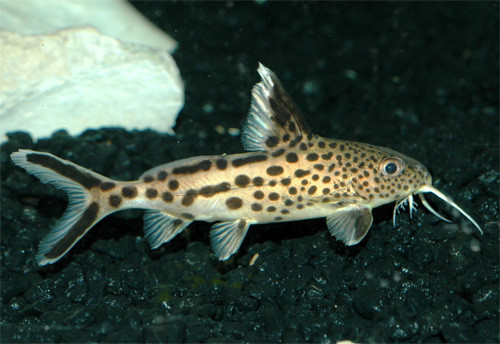 Family Synodontis - aquarium world