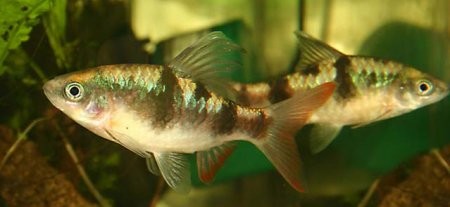 Red Tail Rasbora (Rasbora borapetensis) - aquarium world