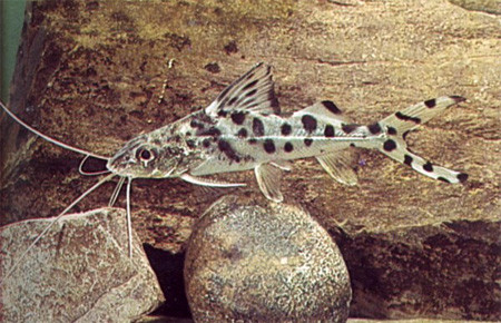 Flathead catfish family (Pimelodidae). - aquarium world