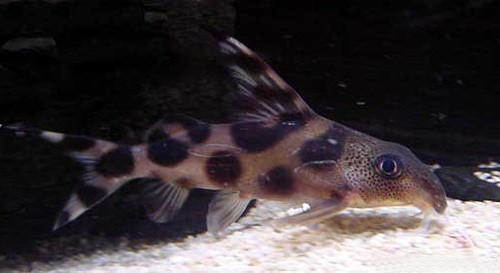 zebra synodontis