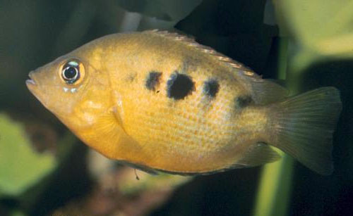 The family of cichlids (Cichlidae). - aquarium world