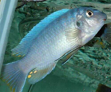 The family of cichlids (Cichlidae). - aquarium world