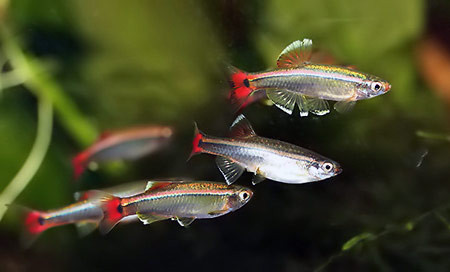 Red Tail Rasbora (Rasbora borapetensis) - aquarium world