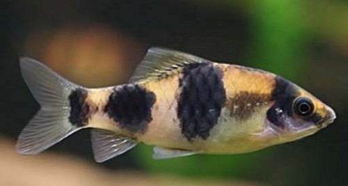 Red Tail Rasbora (Rasbora borapetensis) - aquarium world