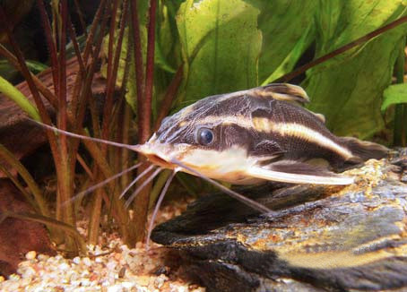 Family doradidae or dorado (Doradidae). - aquarium world